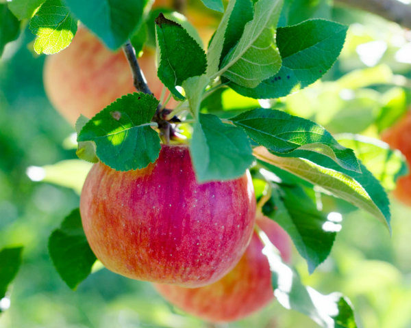 Sansa Apple - EcoApple Certified