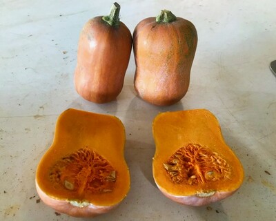Organic Mini Honeynut Squash Bundle