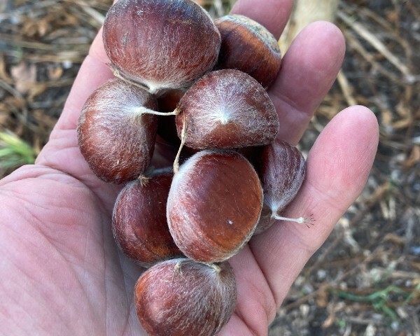 Fresh Chestnuts