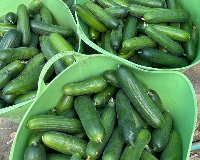 Organic Baby Persian Cucumbers